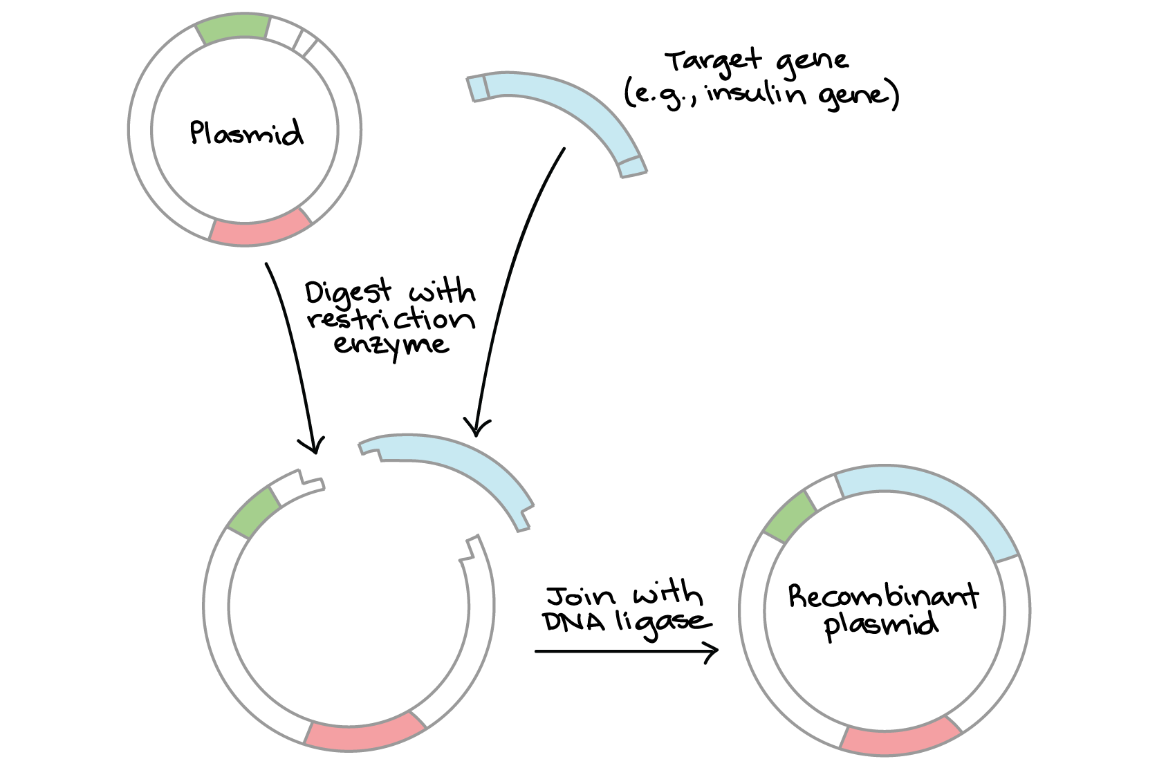  Gene Cloning Prostarbiomed
